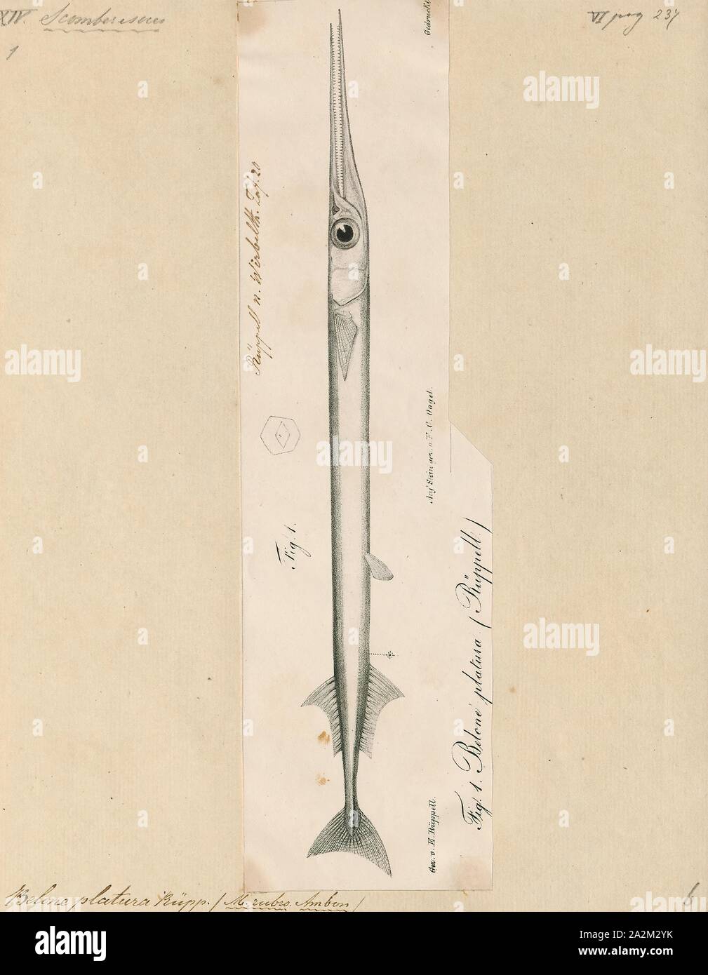 Belonidae family hi-res stock photography and images - Alamy