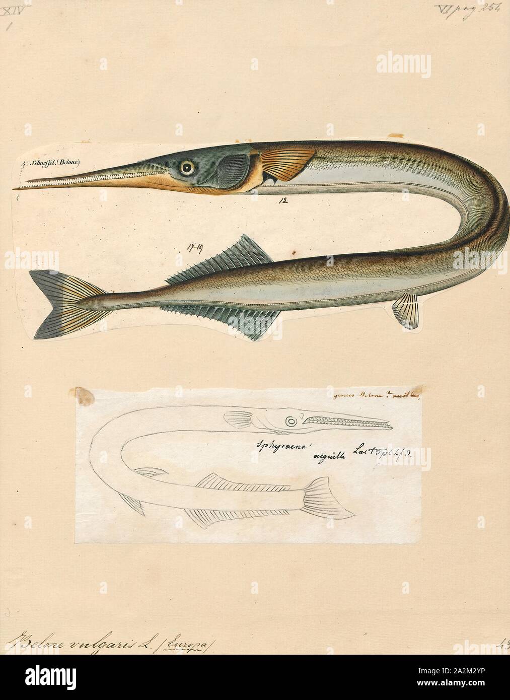 Belone hi-res stock photography and images - Alamy