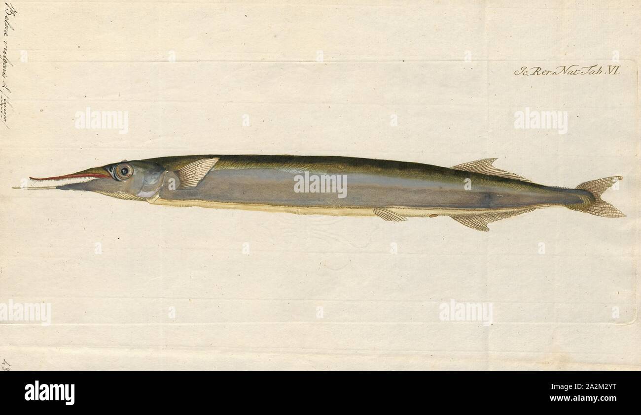 Belone vulgaris hi-res stock photography and images - Alamy