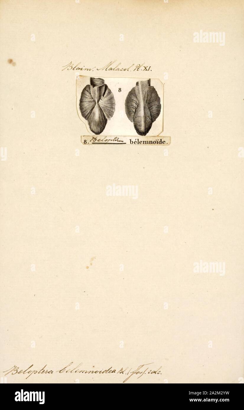 Beloptera belemnoidea, Print Stock Photo - Alamy