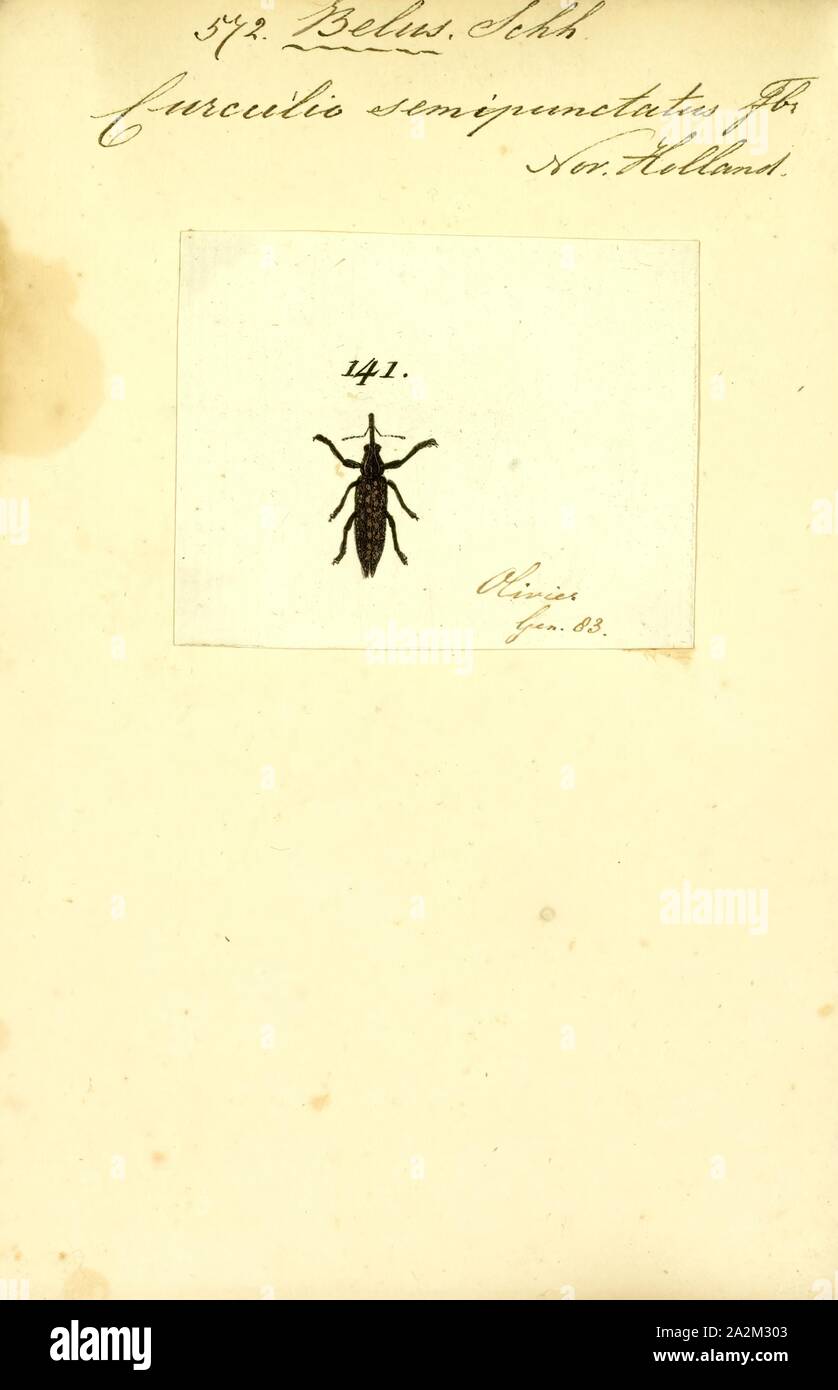 Belus hi-res stock photography and images - Alamy