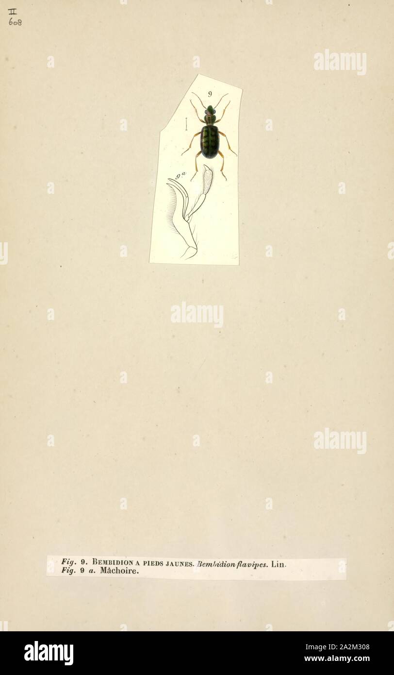 Poitea hi-res stock photography and images - Alamy