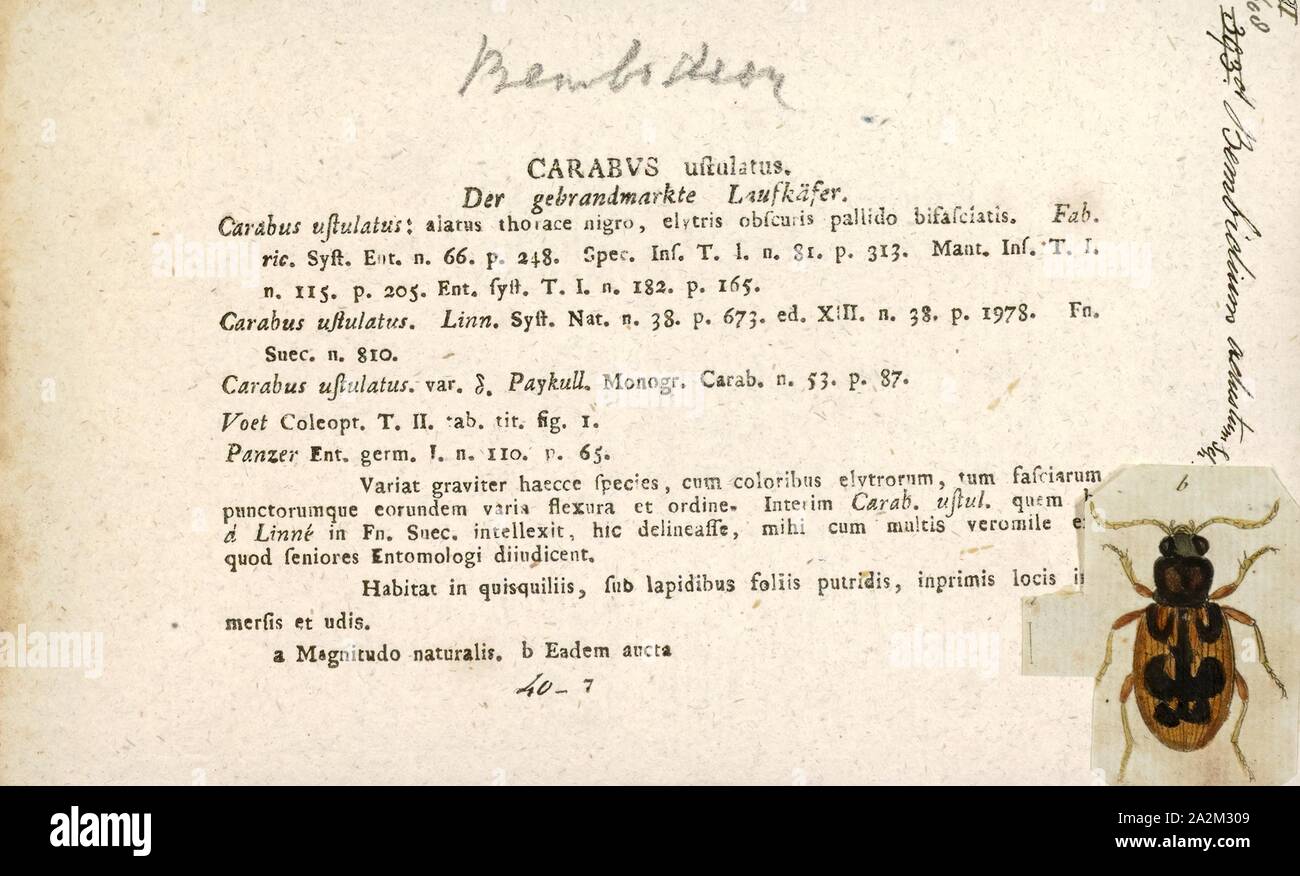Bembicidium, Print, Poitea is a genus of flowering plants in the legume ...