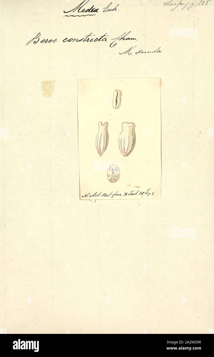 Beroe constricta hi-res stock photography and images - Alamy