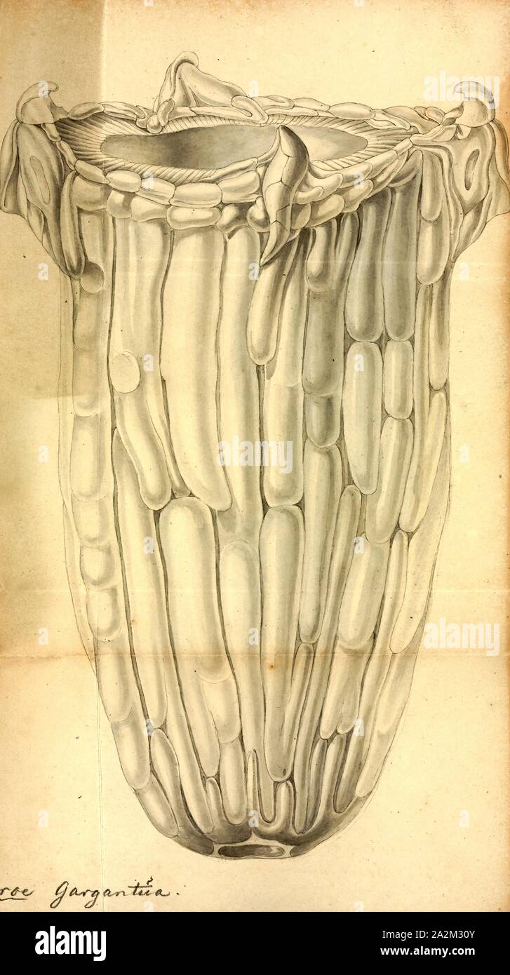 Beroe gargantua, Print Stock Photo - Alamy