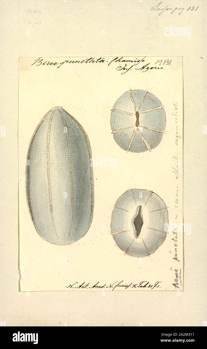 Beroe punctata hi-res stock photography and images - Alamy