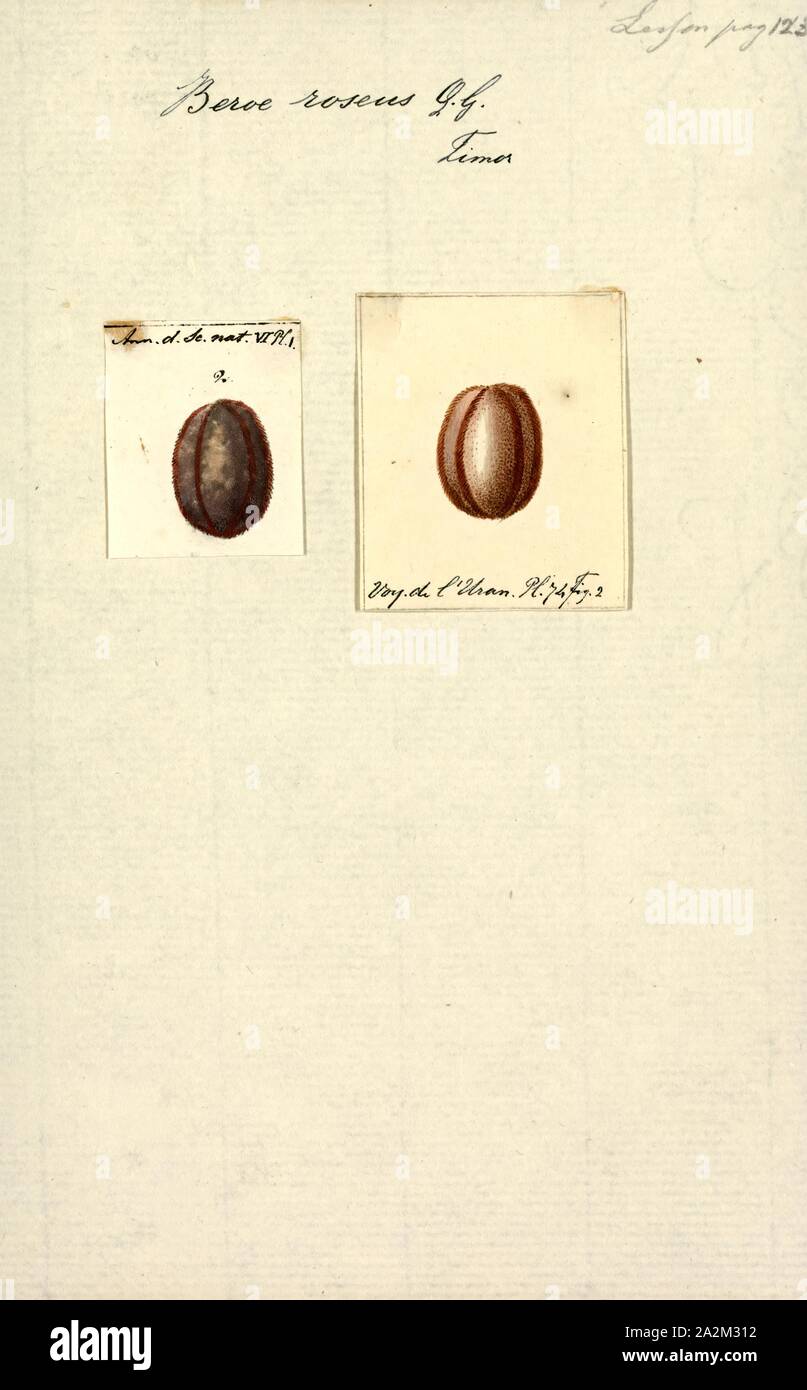 Beroe hi-res stock photography and images - Alamy