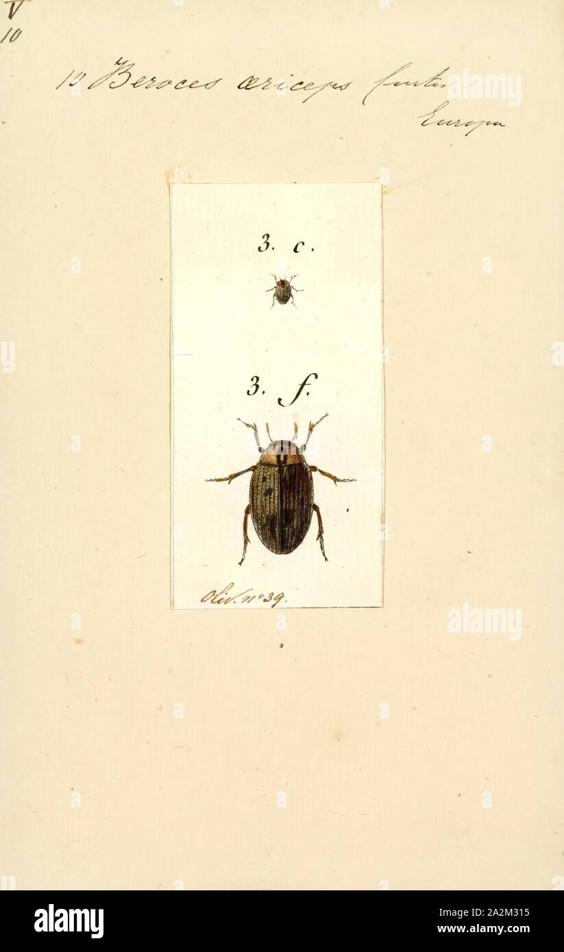 Berosus hi-res stock photography and images - Alamy