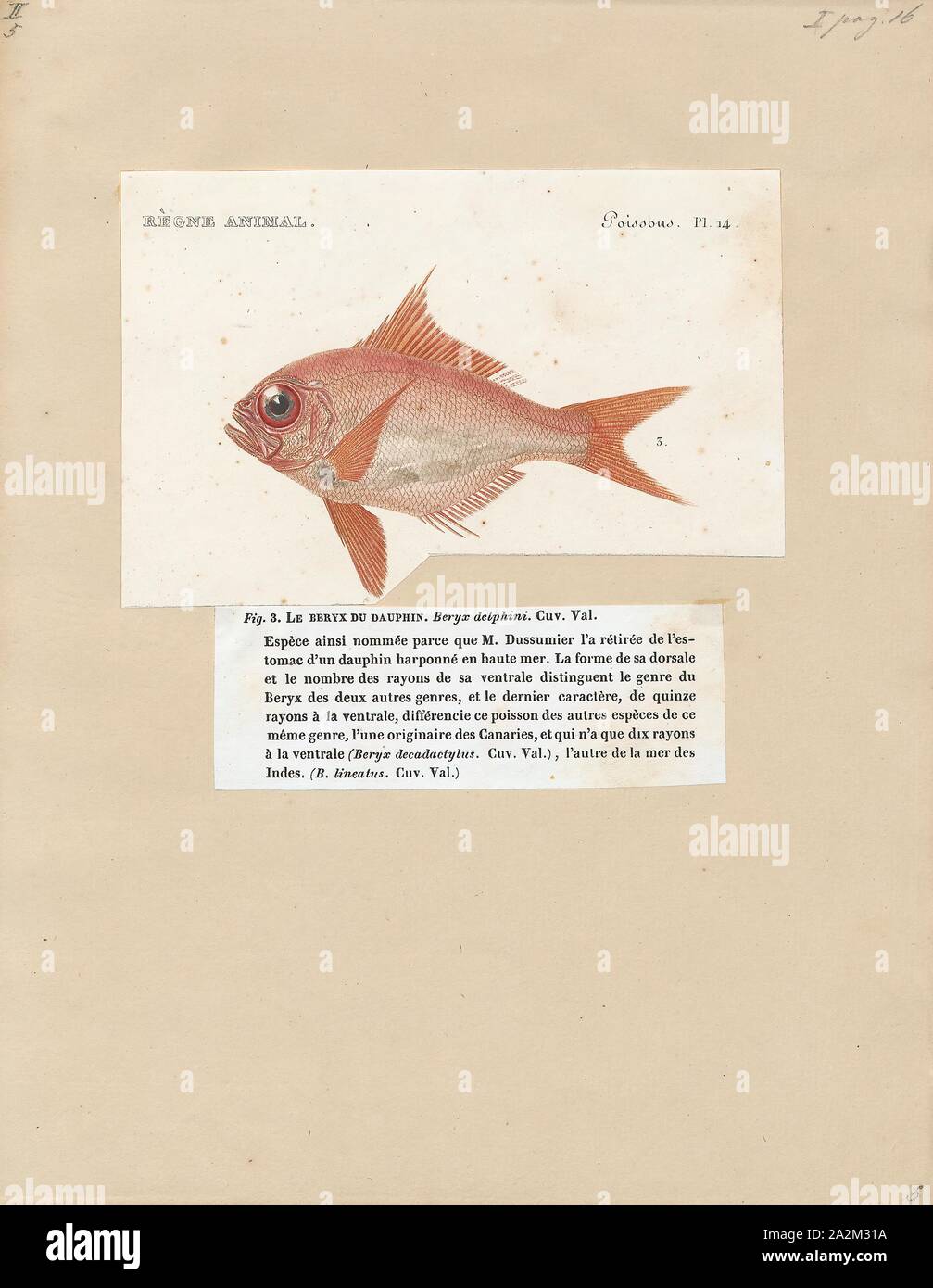 Alfonsinos hi-res stock photography and images - Alamy