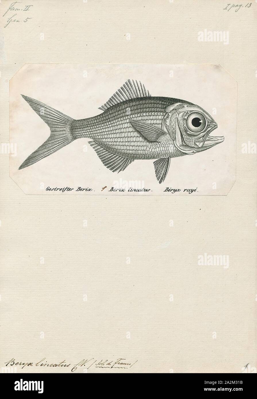 Alfonsinos hi-res stock photography and images - Alamy