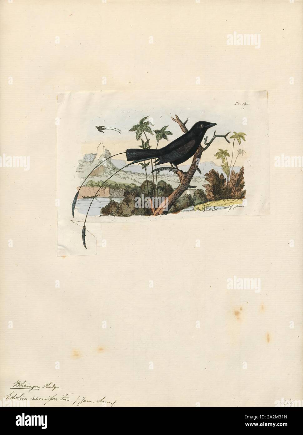 Bhringa remifer hi-res stock photography and images - Alamy