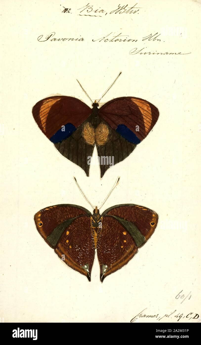 Bia hi-res stock photography and images - Alamy