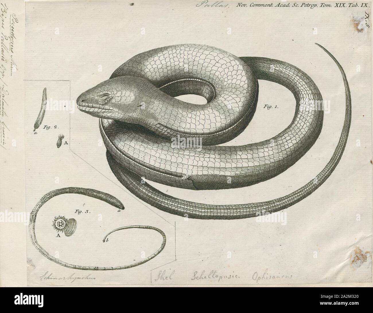 Bipes hi-res stock photography and images - Alamy