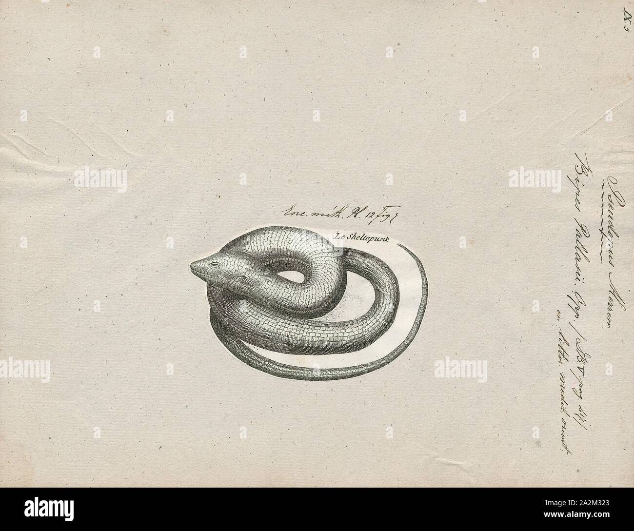 Bipes hi-res stock photography and images - Alamy