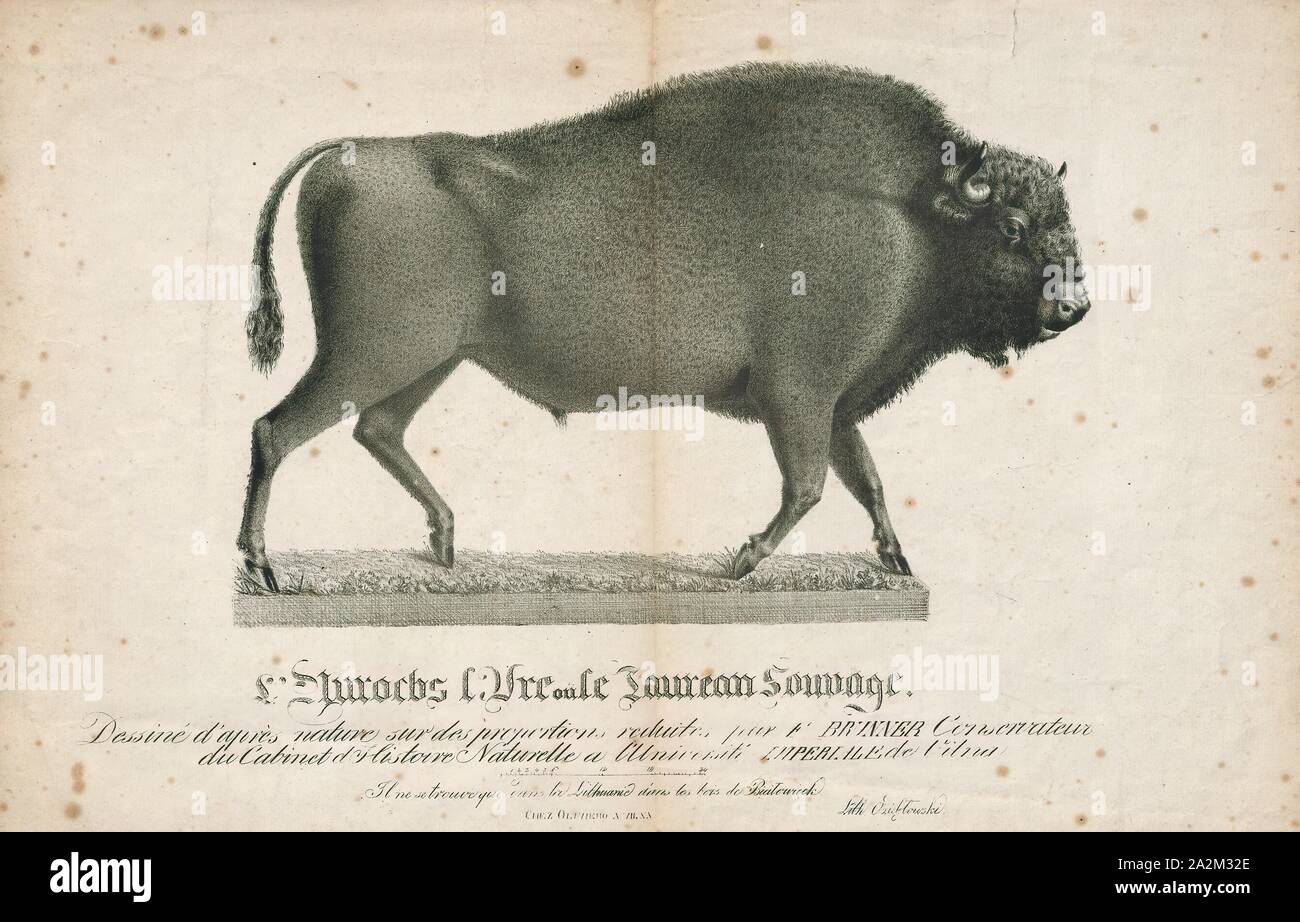 Bison americanus, Print, Bison are large, even-toed ungulates in the ...