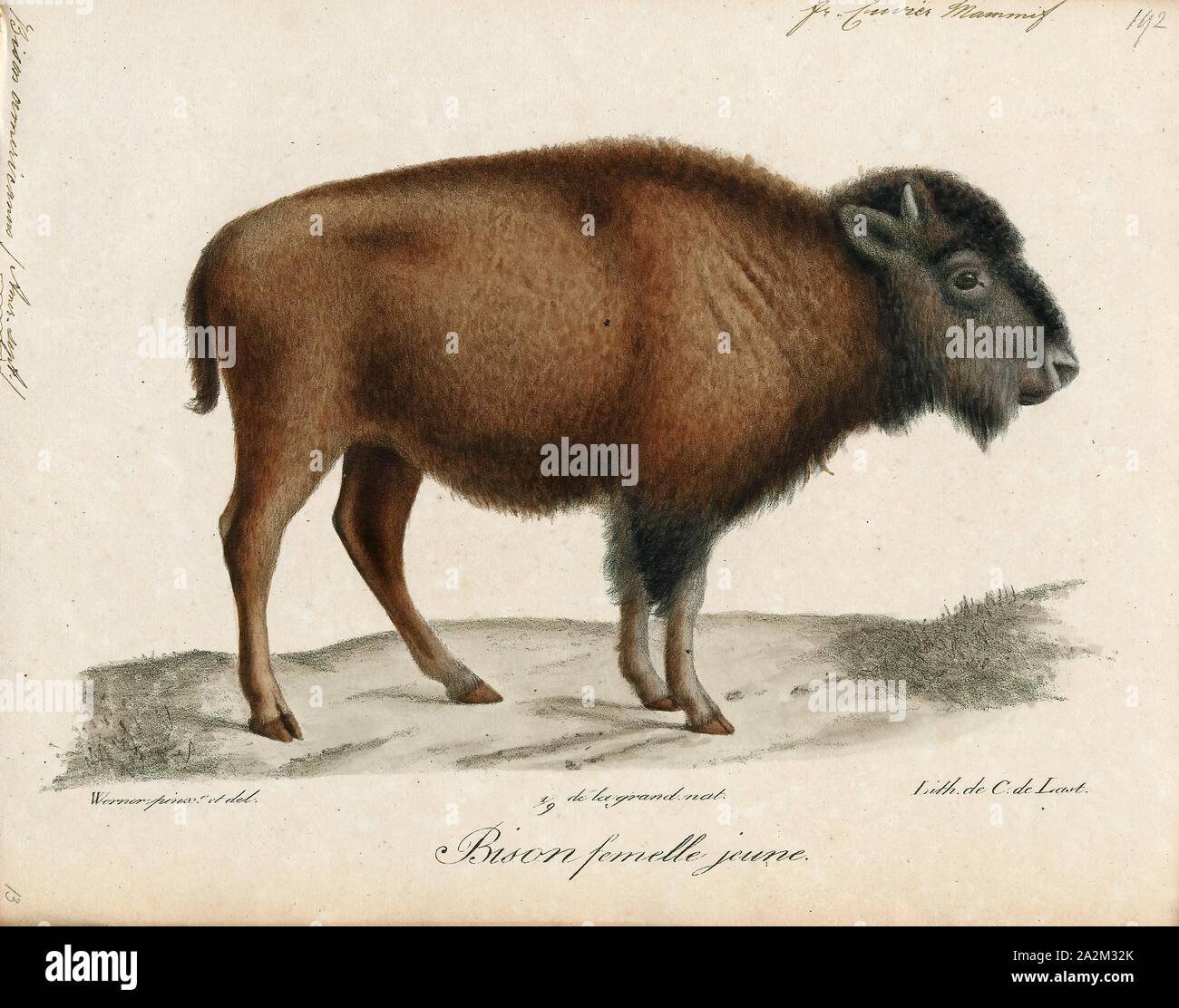 Bison americanus, Print, Bison are large, even-toed ungulates in the ...