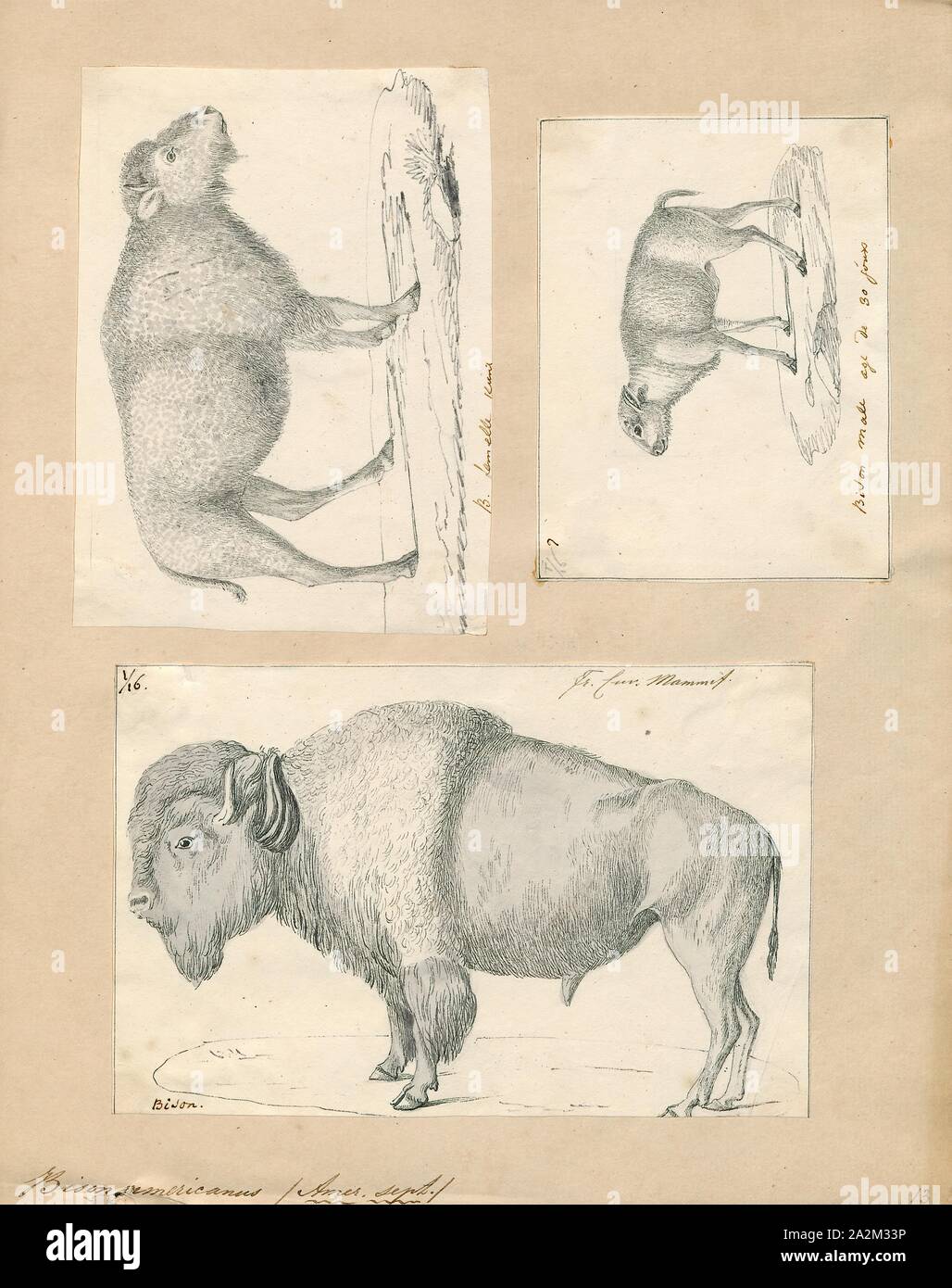 Even toed ungulates hi-res stock photography and images - Alamy