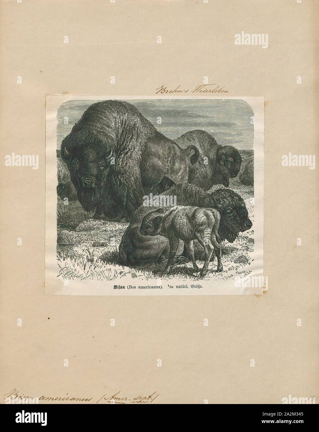 Bison americanus, Print, Bison are large, even-toed ungulates in the ...