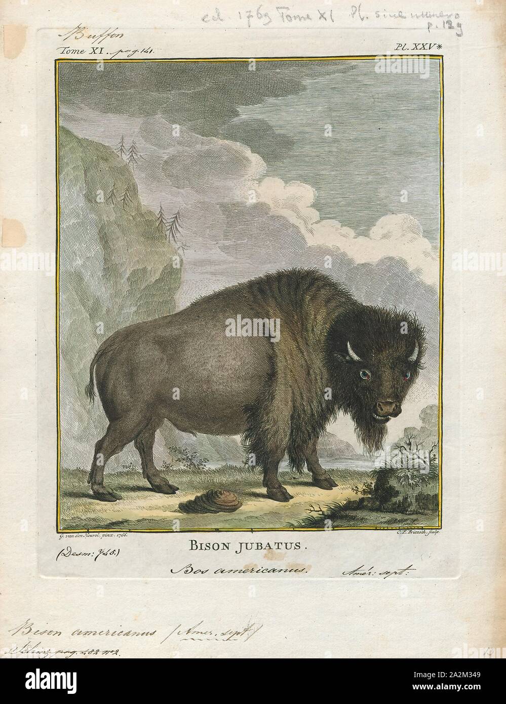 Bison americanus, Print, Bison are large, even-toed ungulates in the ...