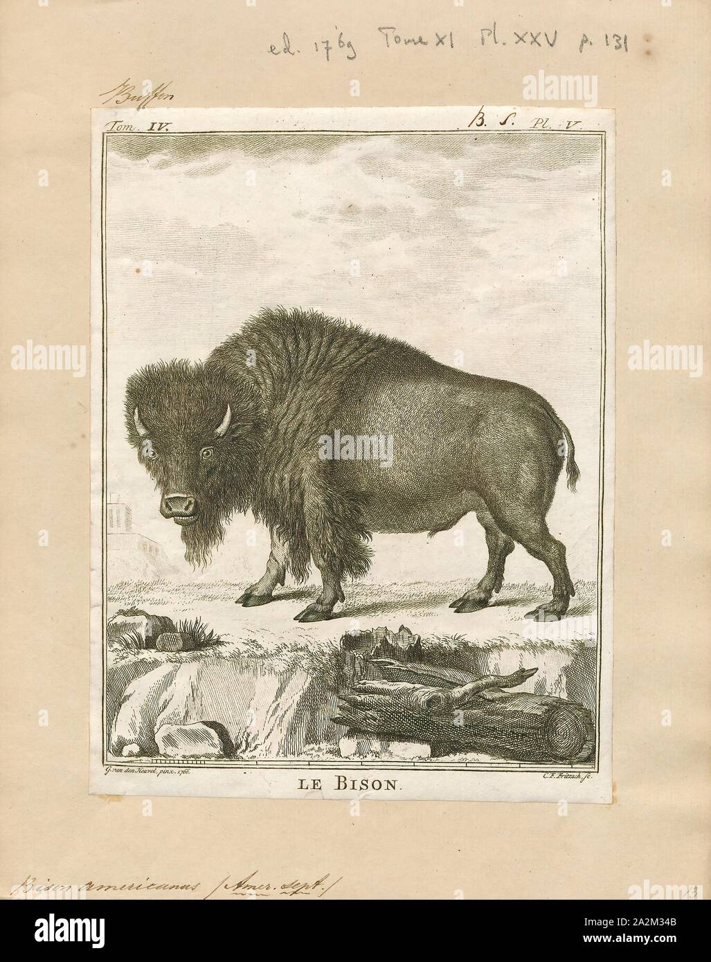 Bovinae genus hi-res stock photography and images - Alamy