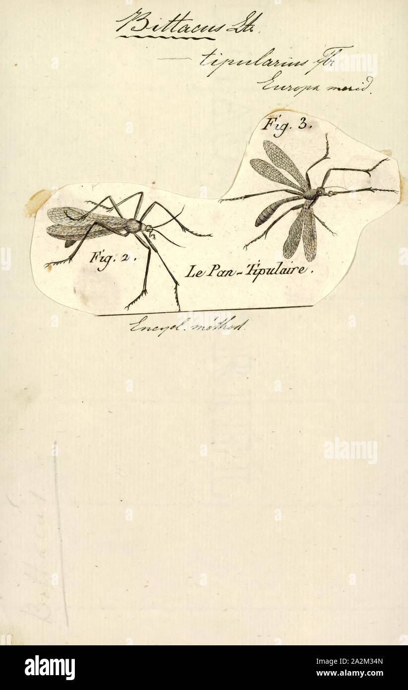 Mecoptera order hi-res stock photography and images - Alamy