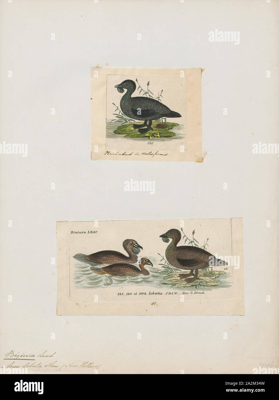 New zealand musk duck hi-res stock photography and images - Alamy