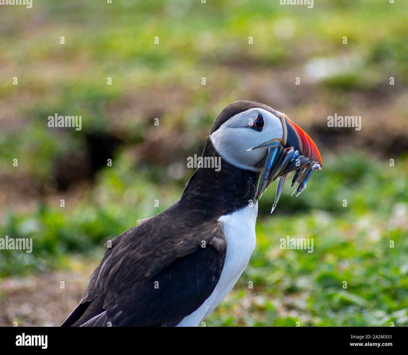 Short stubby beak hi-res stock photography and images - Alamy