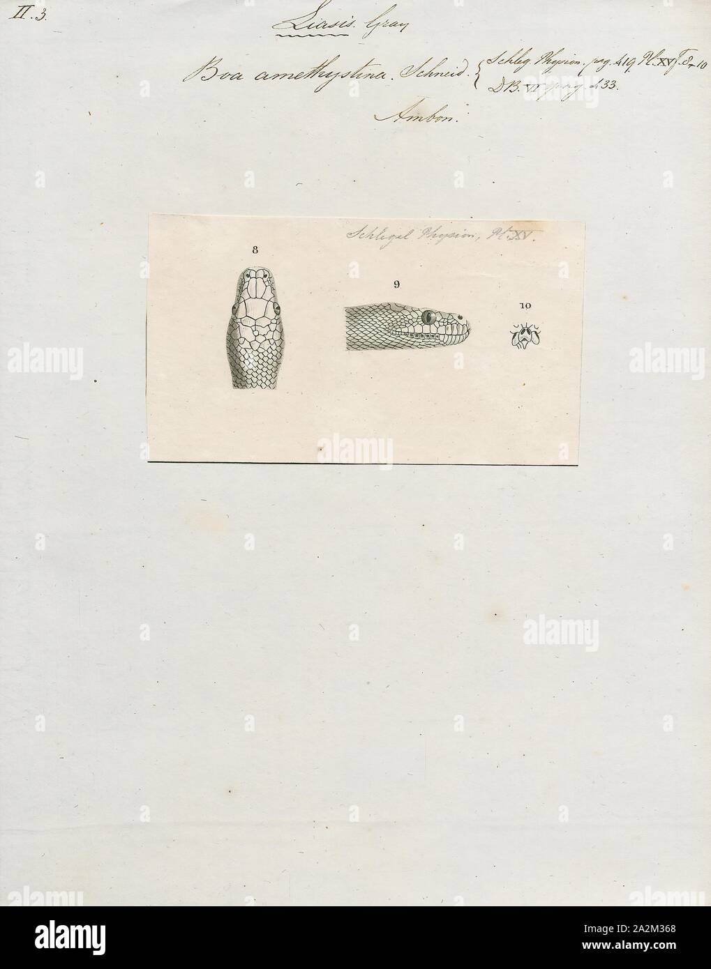 Largest python indonesia hi-res stock photography and images - Alamy