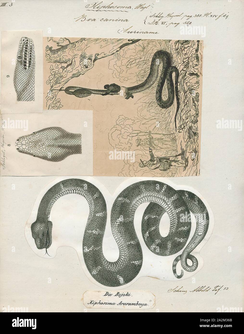 Boa canina hi-res stock photography and images - Alamy