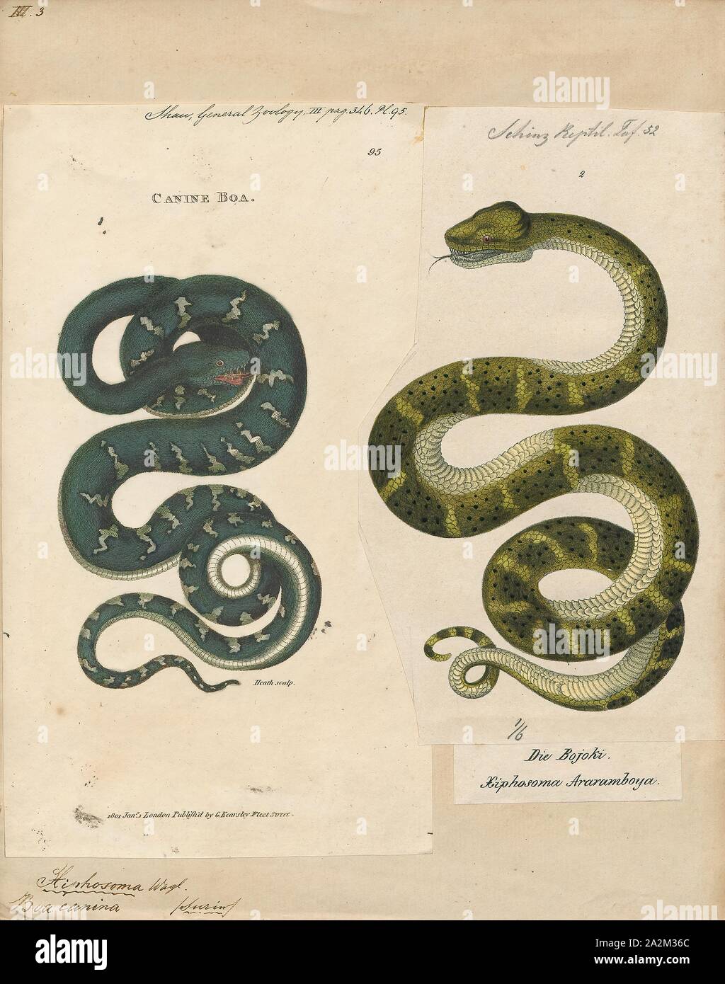 Boa canina, Print, Corallus caninus, commonly called the emerald tree ...