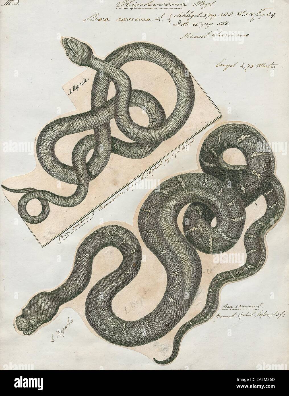 Boa canina, Print, Corallus caninus, commonly called the emerald tree ...