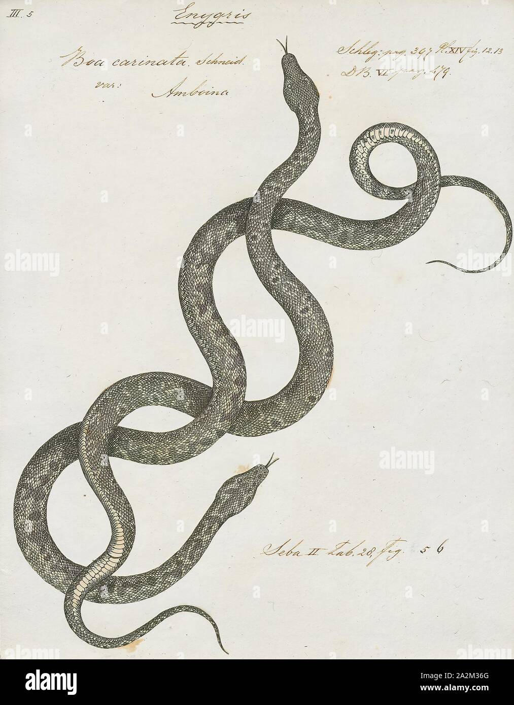 Boa carinata hi-res stock photography and images - Alamy