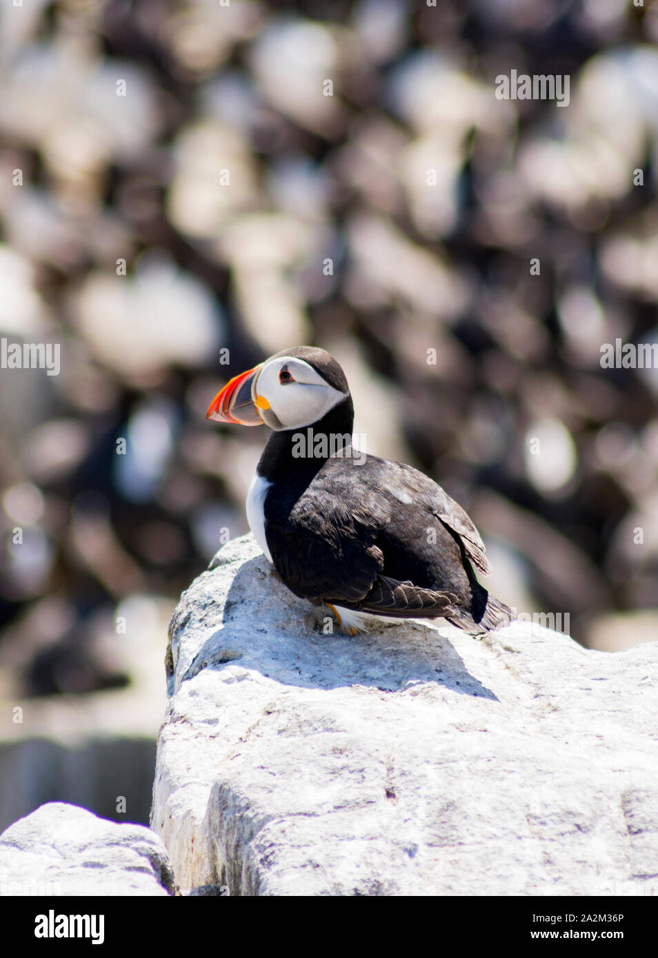 Puffin swimming with fish hi-res stock photography and images - Alamy