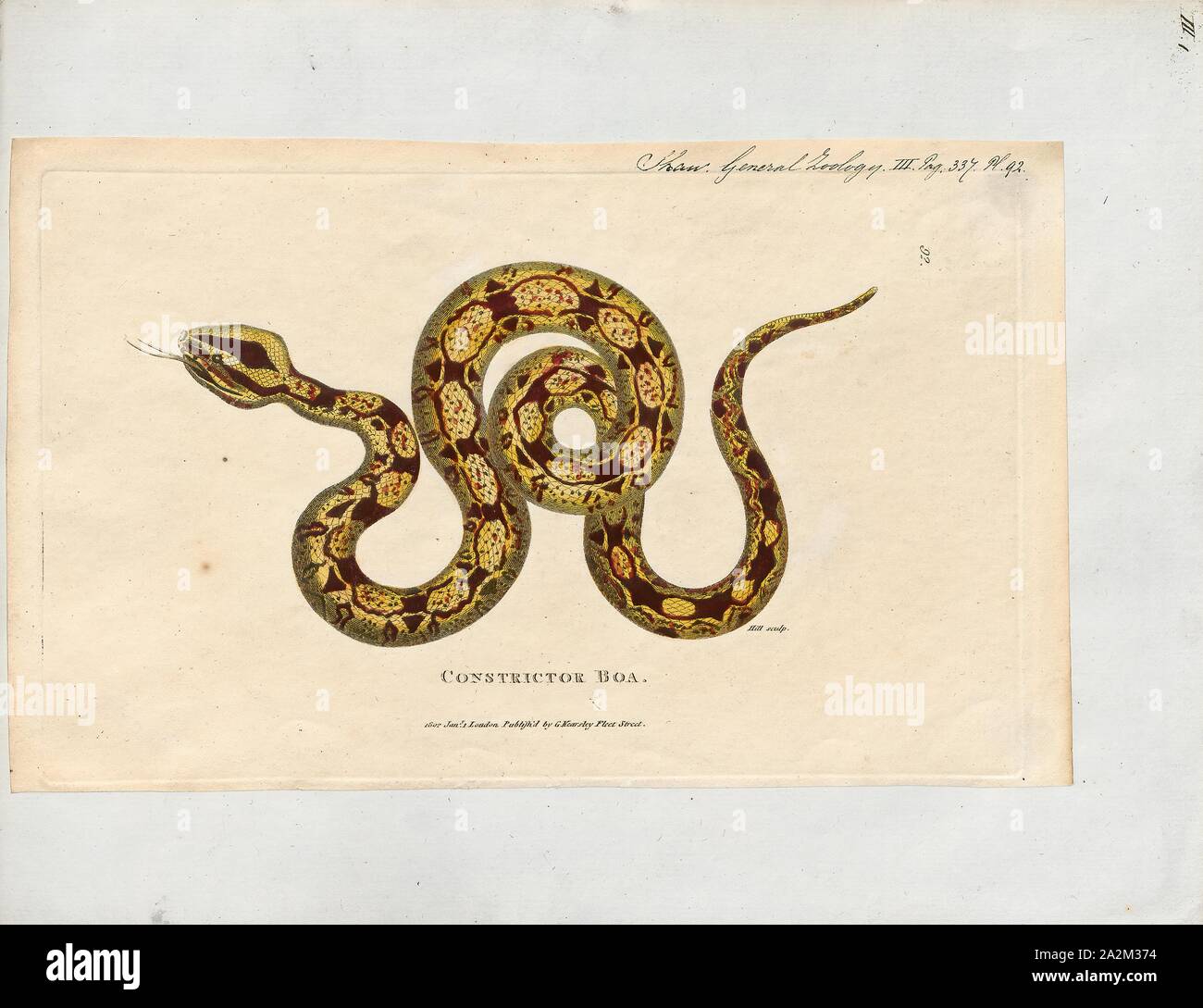 Boidae Family High Resolution Stock Photography and Images - Alamy