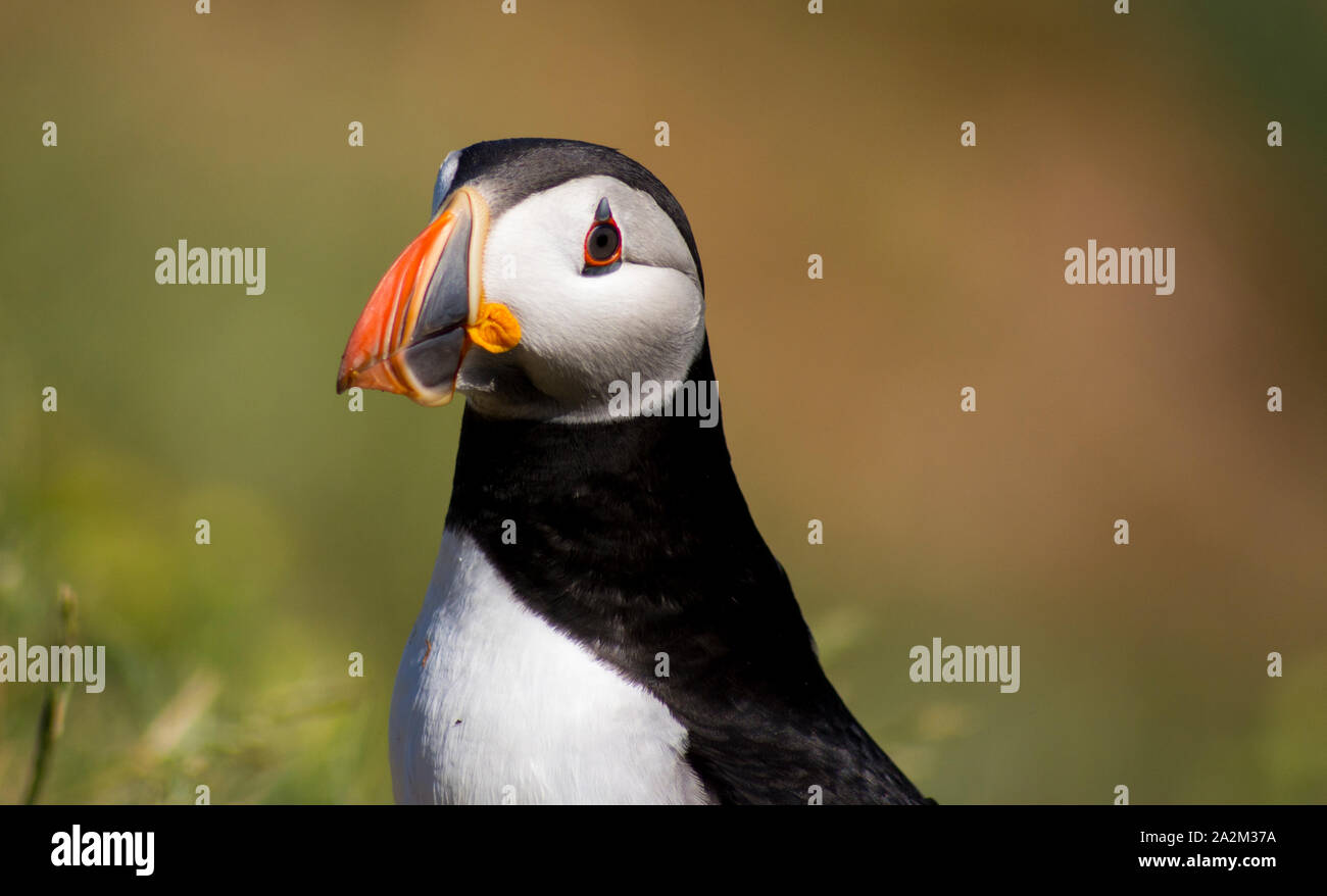 Puffins birds fishing puffin hi-res stock photography and images - Alamy
