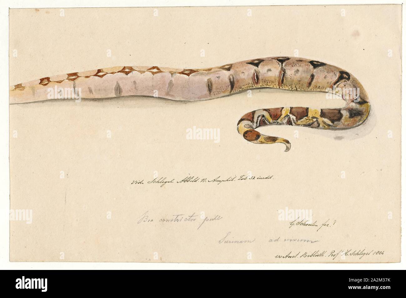 Red tailed boa boa constrictor hi-res stock photography and images - Alamy