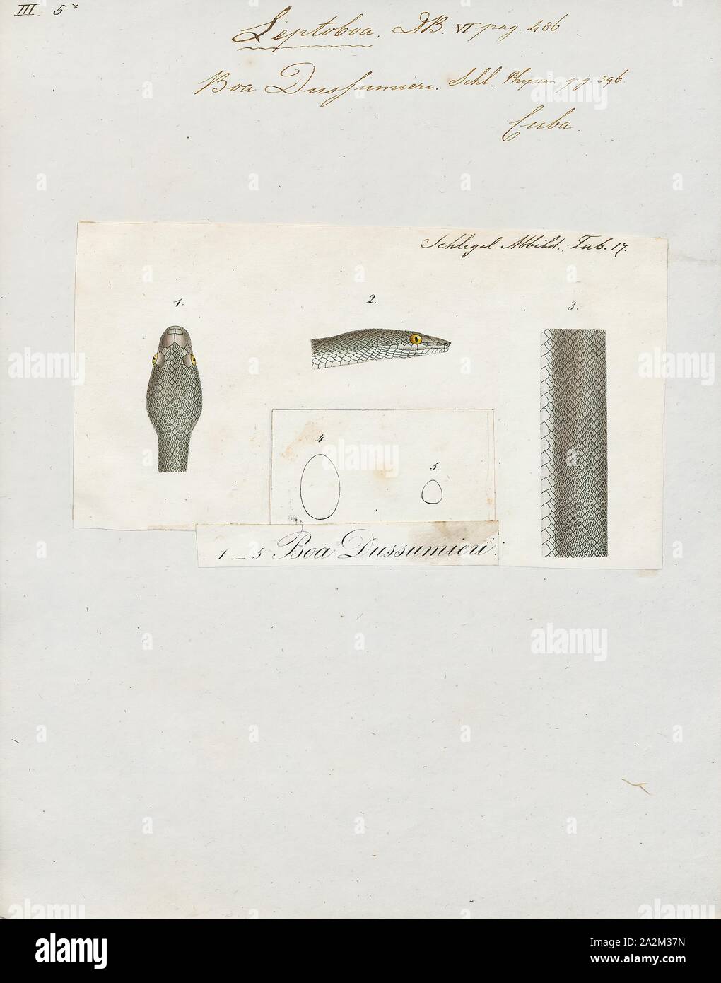 Boa dussumieri, Print, The Round Island boa (Casarea dussumieri ), also ...