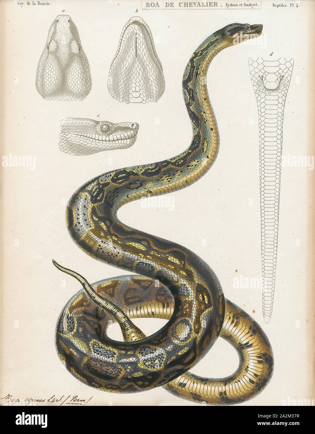 Boidae hi-res stock photography and images - Alamy