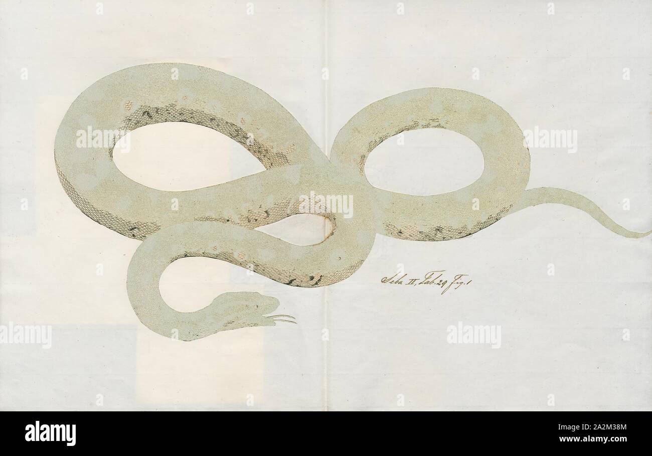 Boa murina, Print, The green anaconda (Eunectes murinus), also known as ...