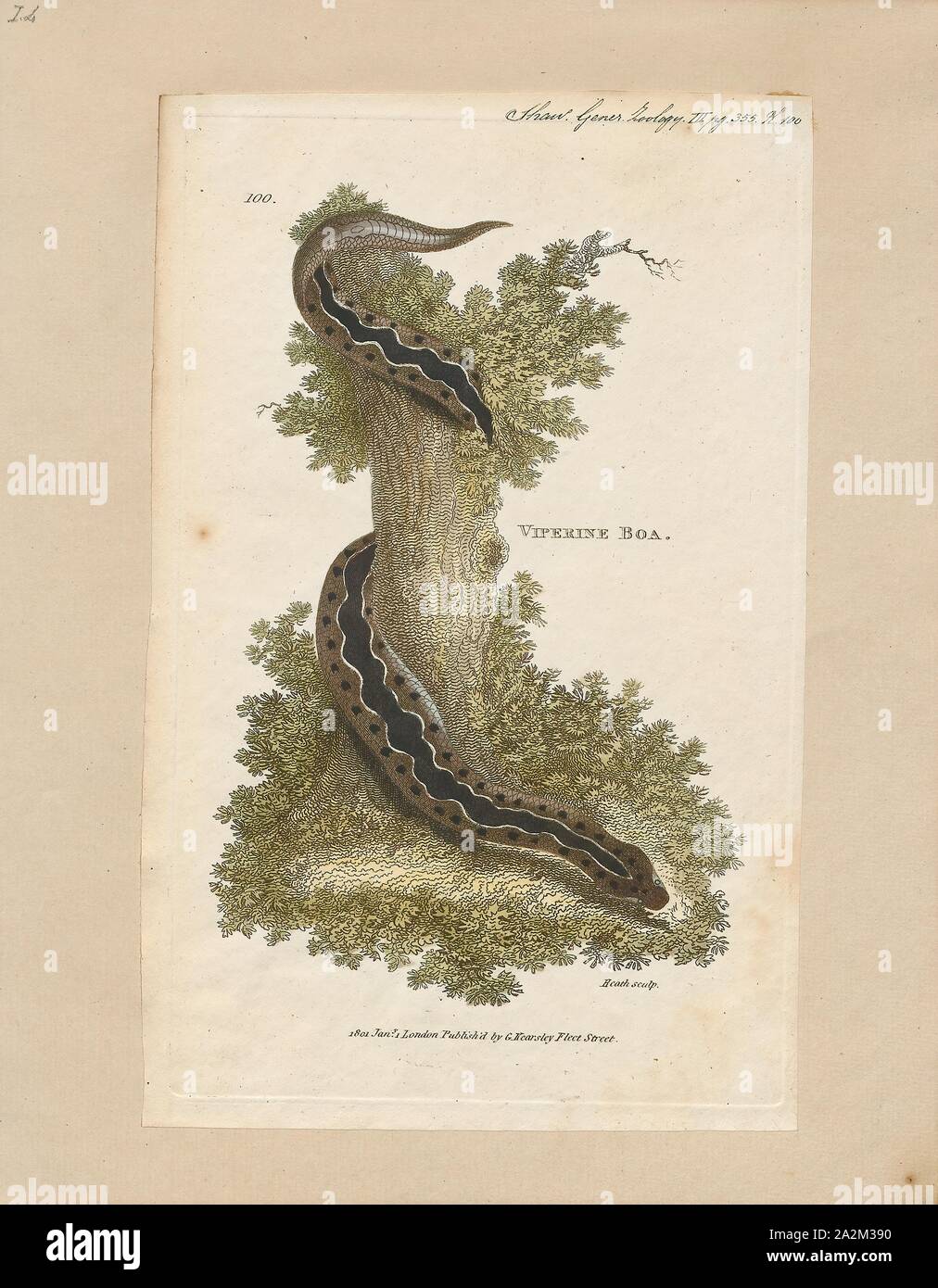 Boidae family hi-res stock photography and images - Alamy