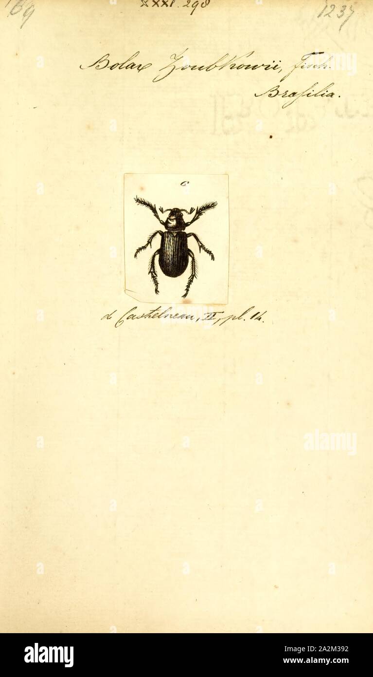 Bolax hi-res stock photography and images - Alamy