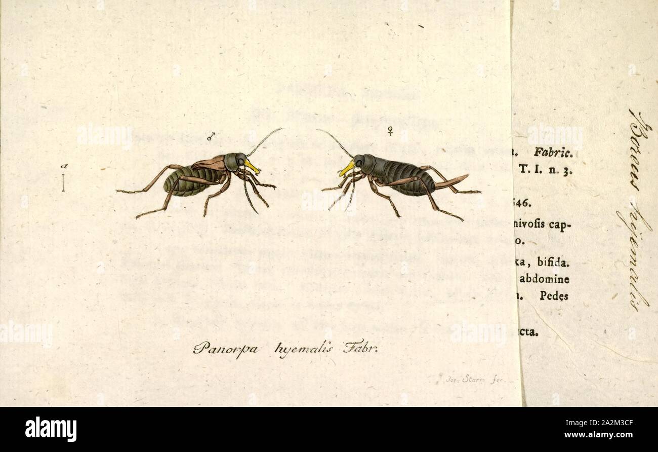 True scorpionflies hi-res stock photography and images - Alamy