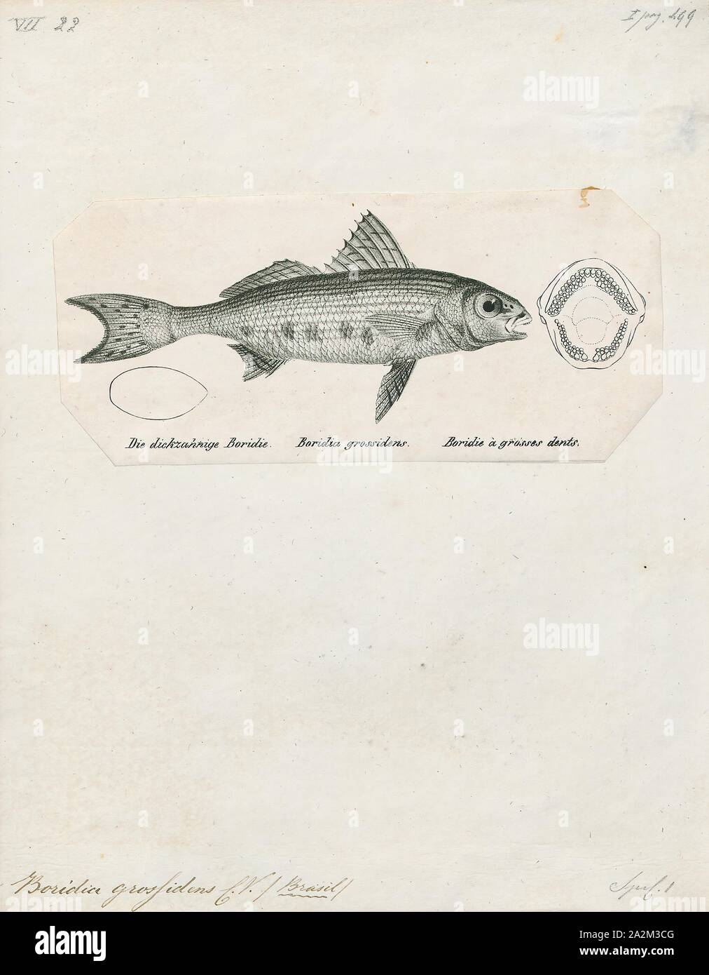 Borriqueta porgy hi-res stock photography and images - Alamy