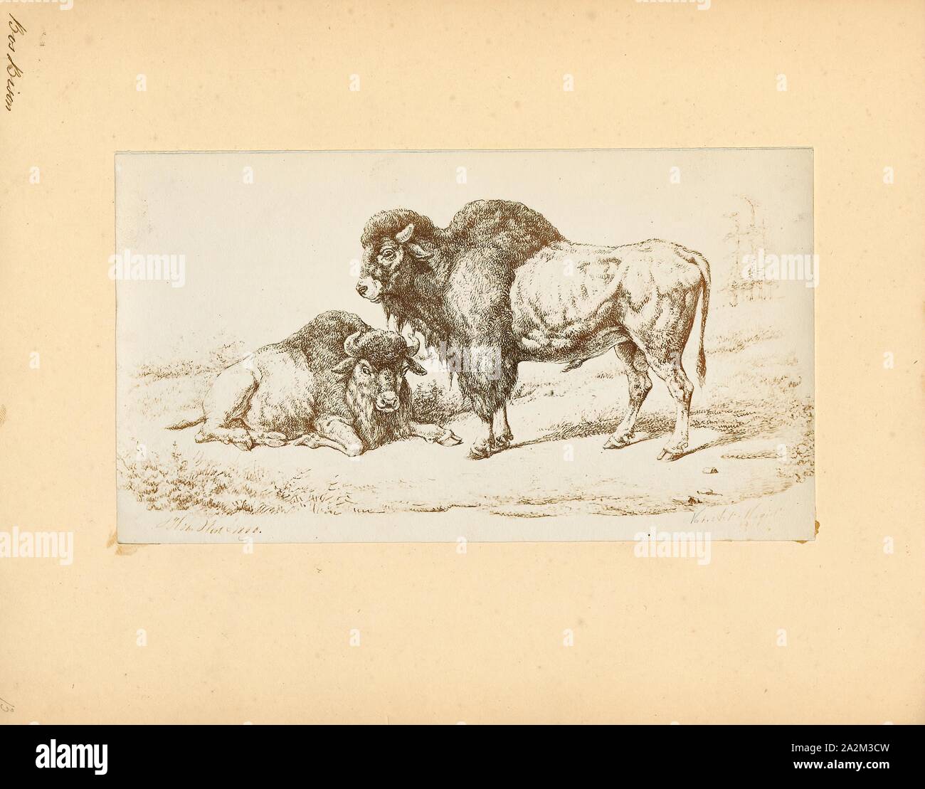 Closely related genus bison hi-res stock photography and images - Alamy