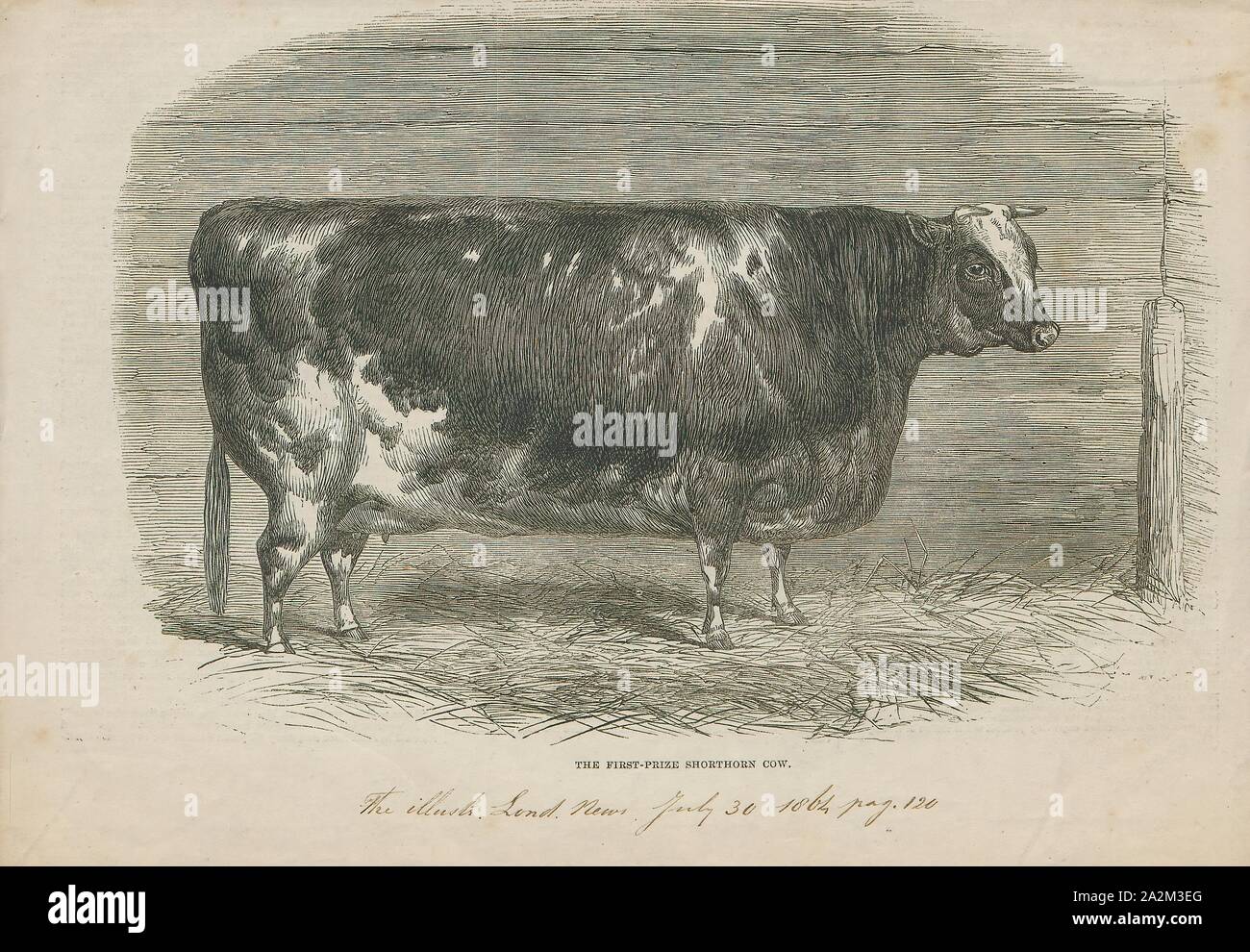 Bos domesticus, Print, Bos is the genus of wild and domestic cattle ...