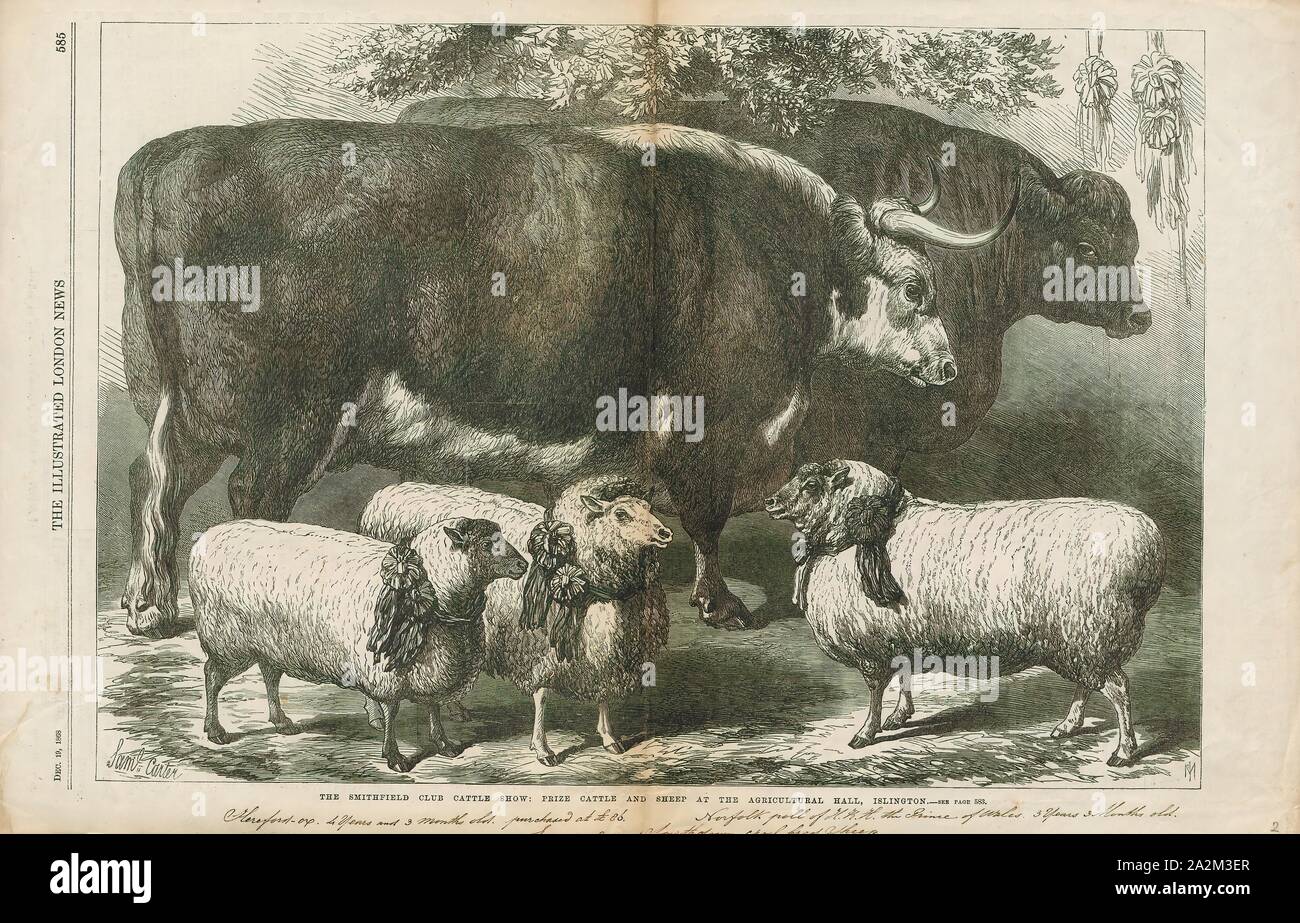 Closely related genus bison hi-res stock photography and images - Alamy