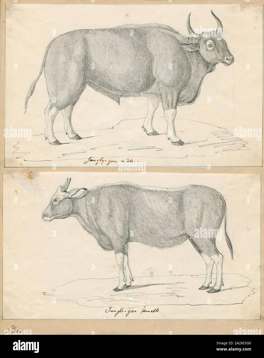 Bos gaurus, Print, The gaur, also called the Indian bison, is the ...