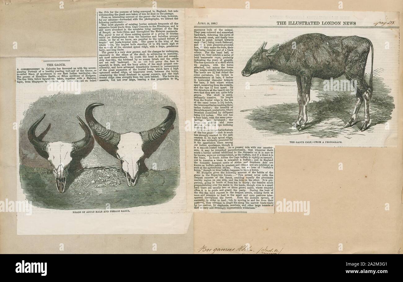 Extinct Bovine High Resolution Stock Photography and Images - Alamy