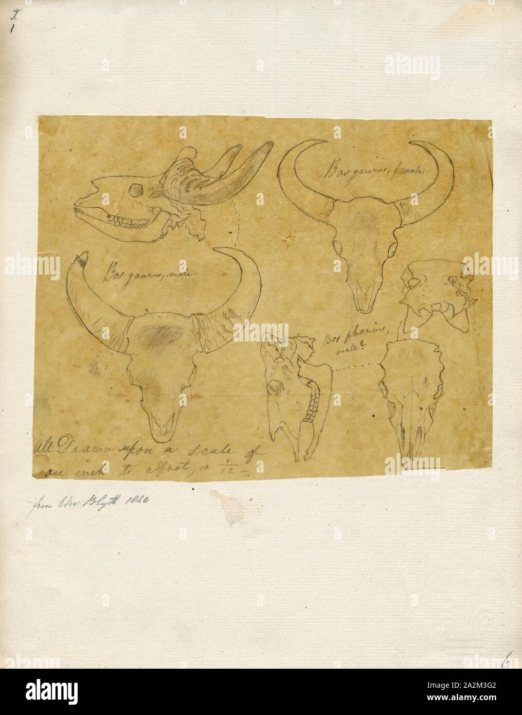 Extinct bovine hi-res stock photography and images - Alamy