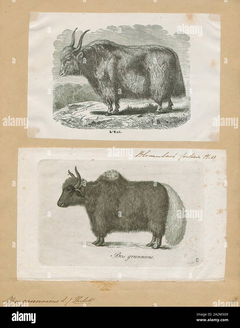 Bos grunniens, Print, The domestic yak (Bos grunniens) is a long-haired ...